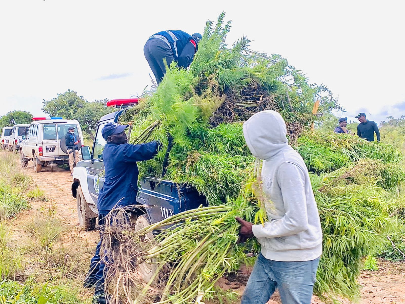 Huambo: Polícia Nacional destrói três hectares de Liamba e detém ...